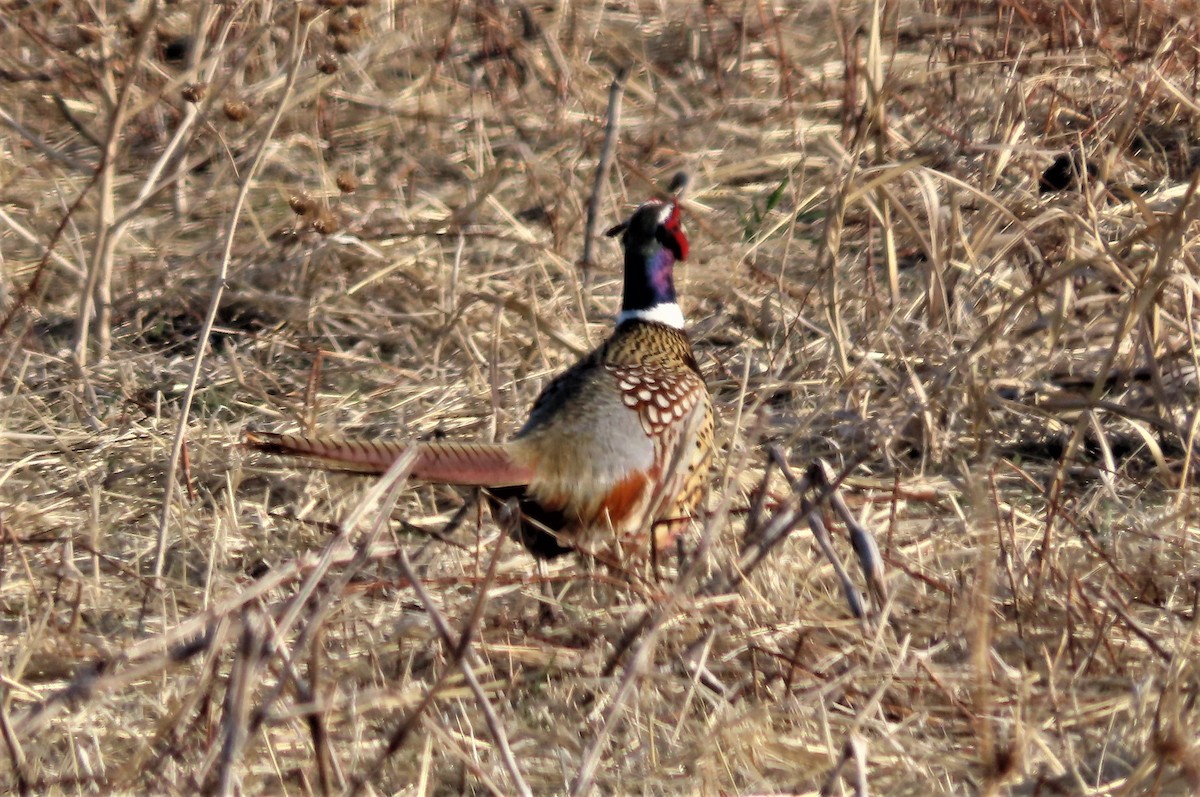 eBird Checklist - 26 Apr 2022 - Kirwin NWR - 45 species