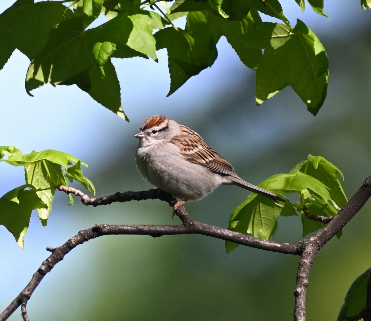 ML445950771 - Chipping Sparrow - Macaulay Library