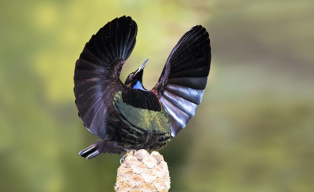 Celebrate eBird’s 20th Anniversary on Global Big Day - eBird Australia