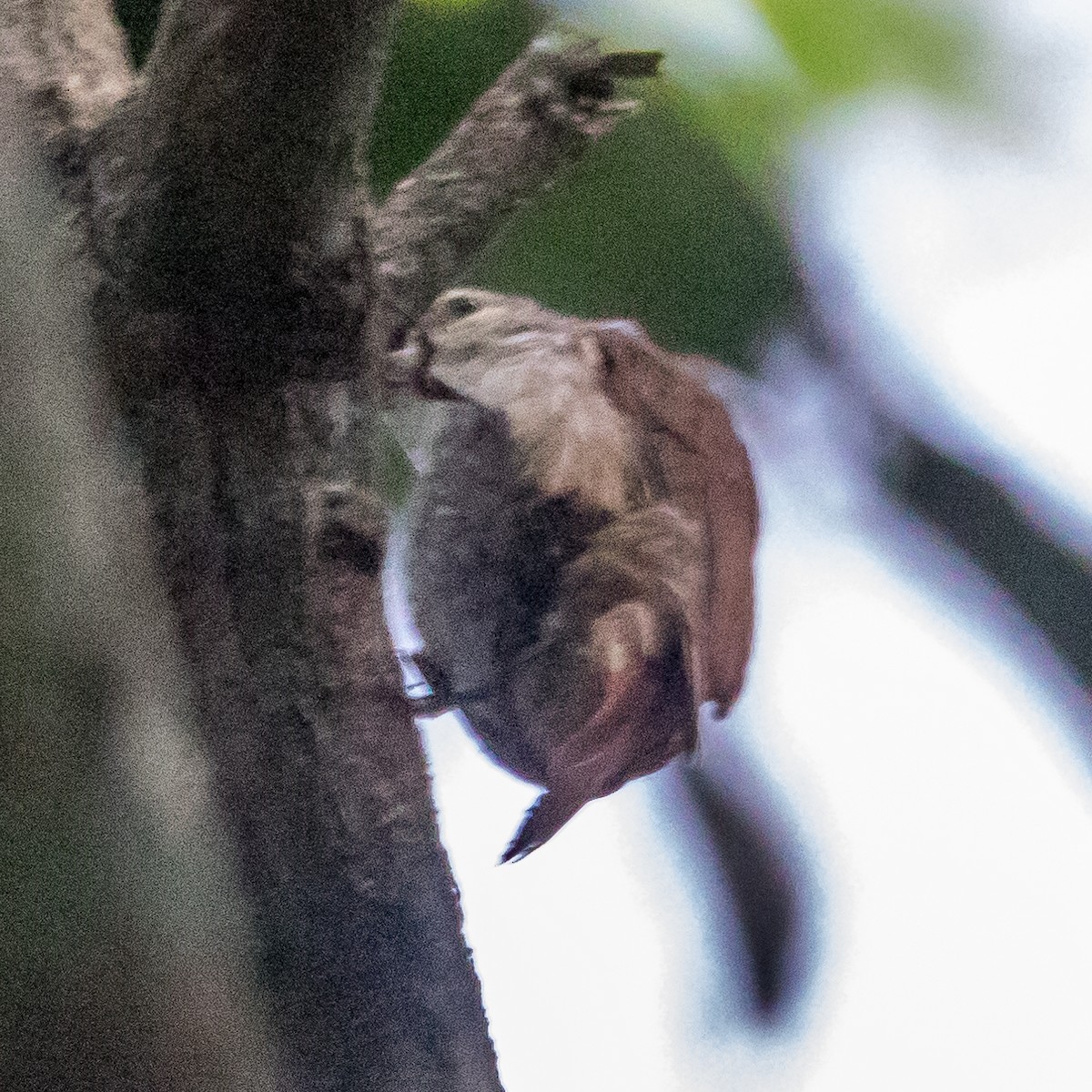 ML44618651 - Streaked Xenops - Macaulay Library