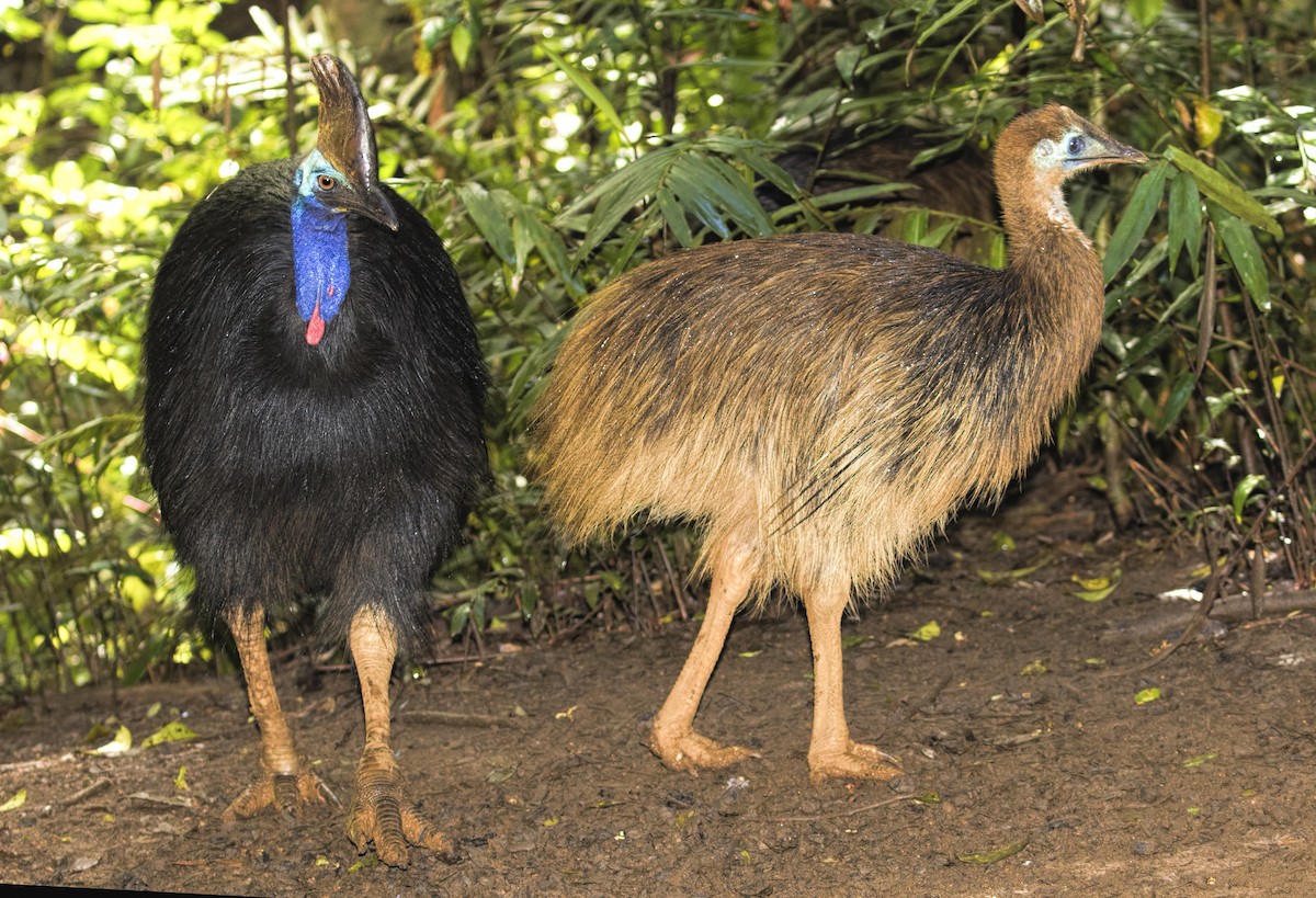 ML446251901 - Southern Cassowary - Macaulay Library