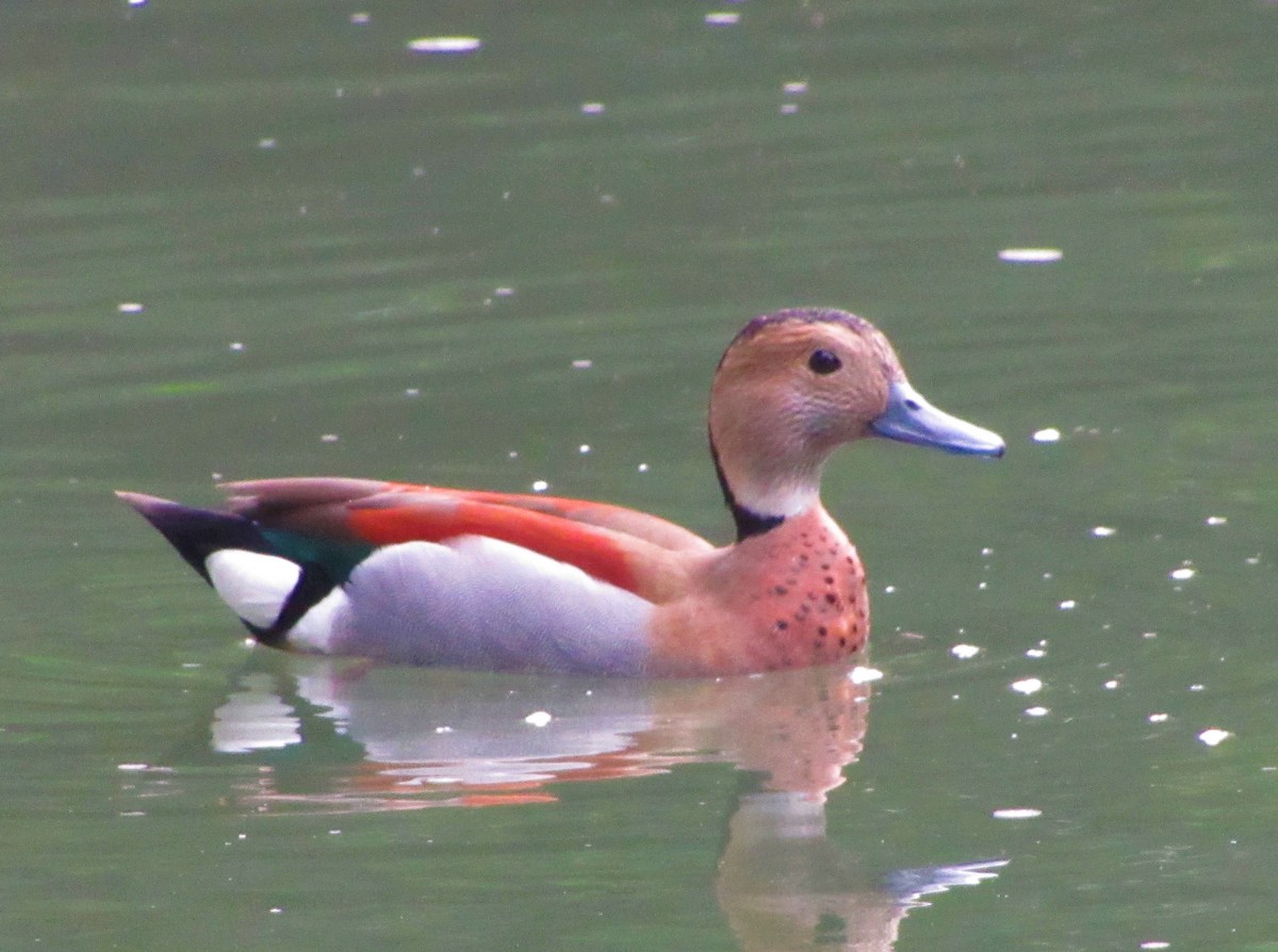 ML447457021 - Ringed Teal - Macaulay Library