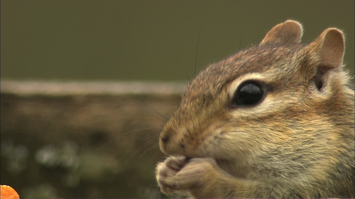 ML447466 - Eastern Chipmunk - Macaulay Library
