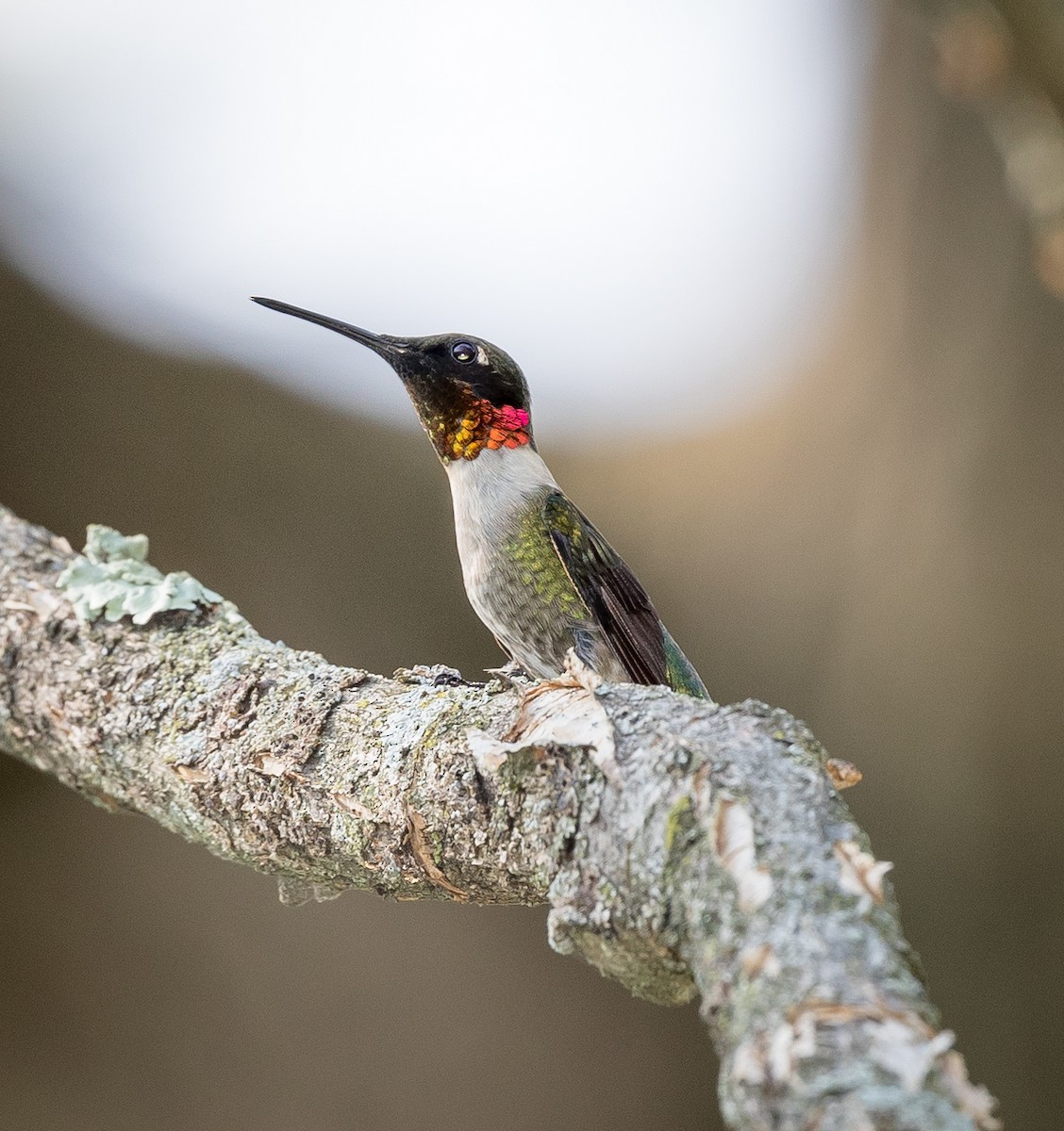 ML447683421 - Ruby-throated Hummingbird - Macaulay Library