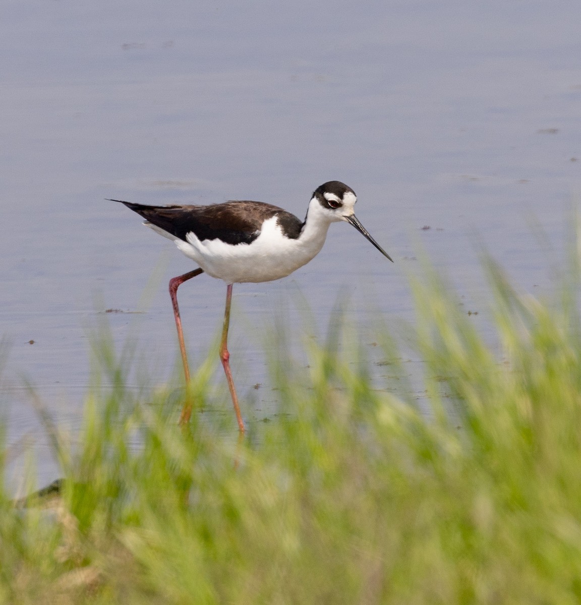 eBird Checklist - 11 May 2022 - Howard Marsh Metropark - 19 species