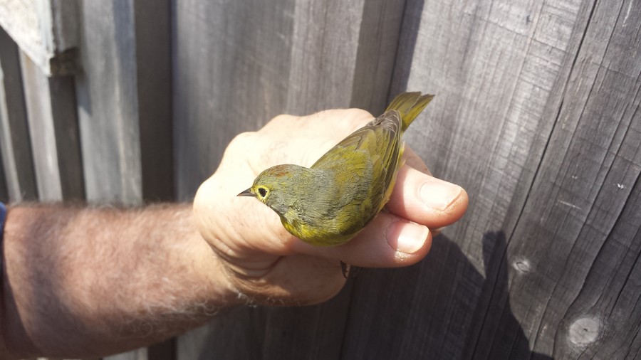 Orange-crowned x Nashville Warbler (hybrid) - eBird