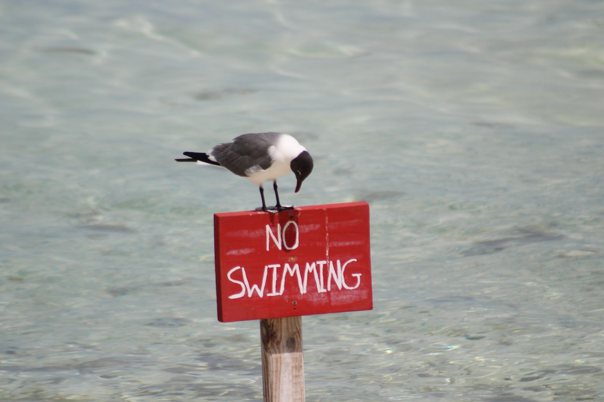 eBird Checklist - 3 May 2022 - Castaway Cay - 17 species (+1 other taxa)