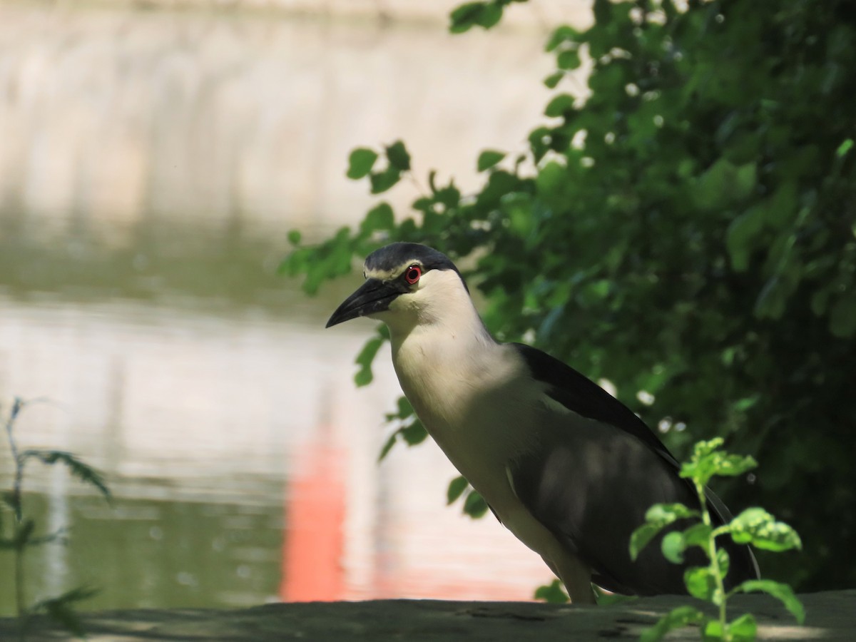 ML448795131 - Black-crowned Night Heron - Macaulay Library