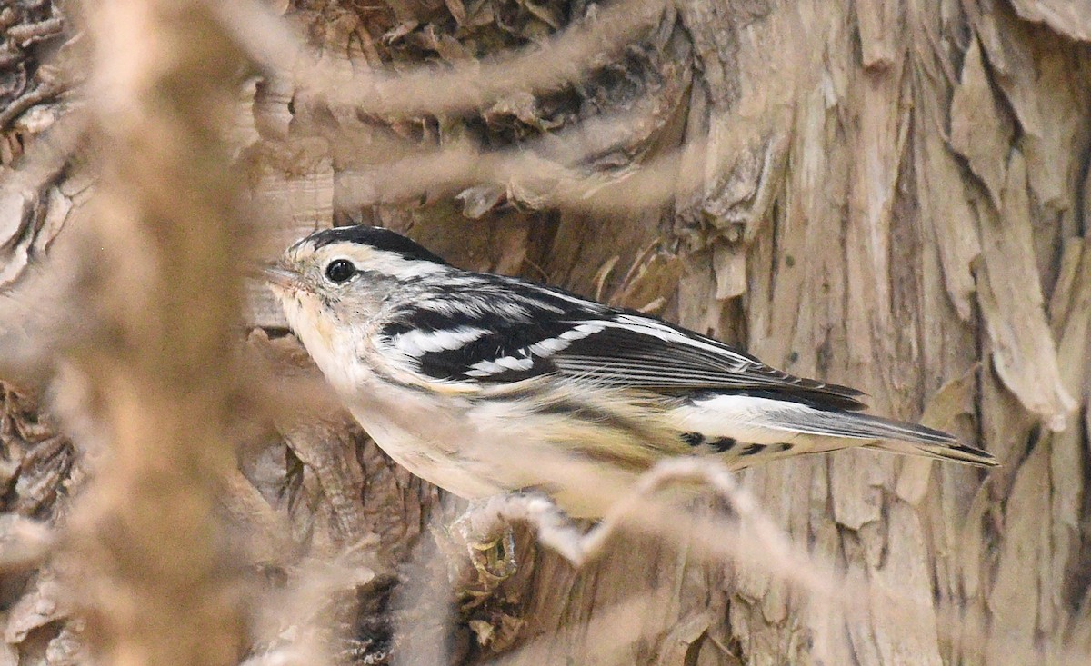 eBird Checklist - 6 May 2022 - Wiley Cemetery (Bent Co) - 21 species ...