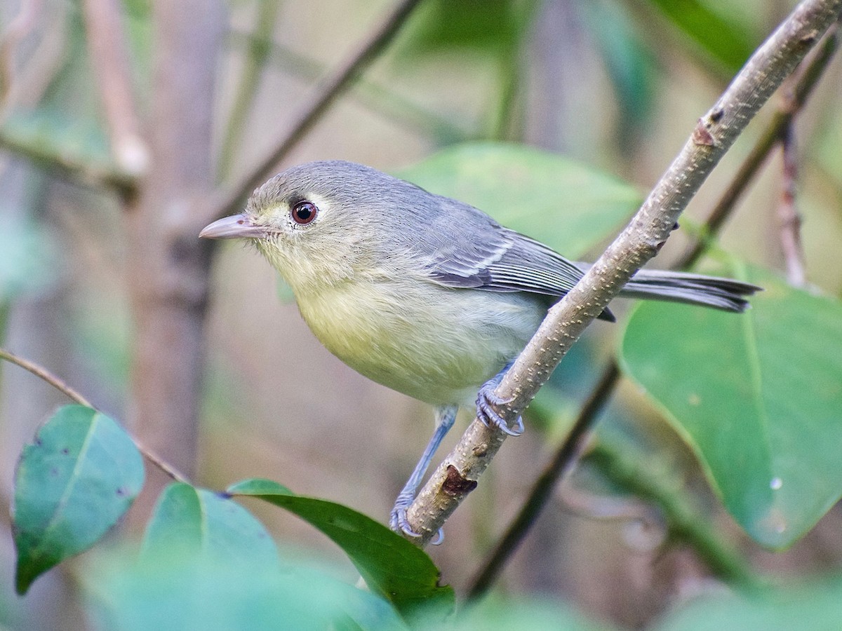 Cuban Vireo - Vireo gundlachii - Birds of the World