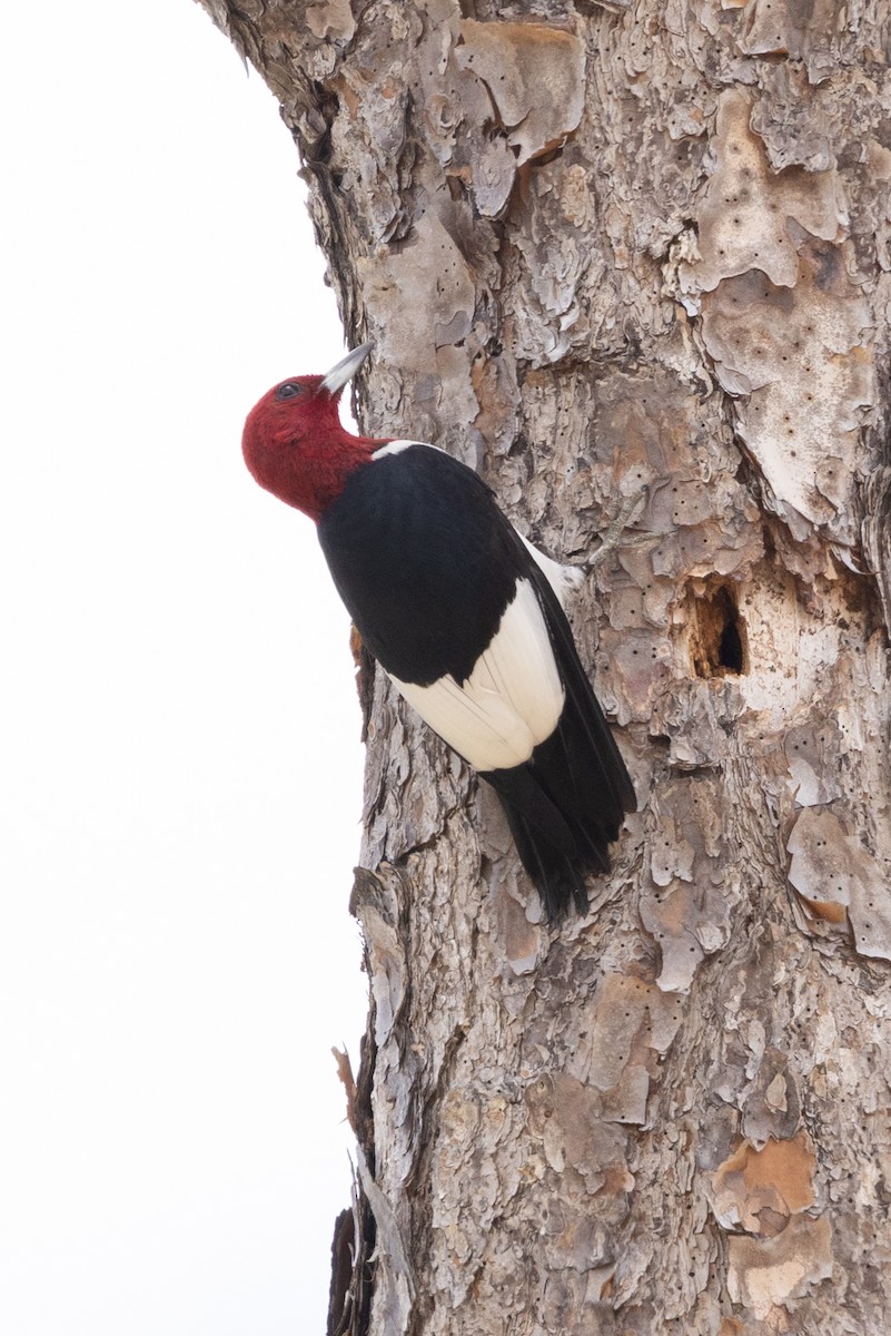 eBird Checklist - 30 Apr 2022 - Flint Pen Strand--Red Trail - 11 species