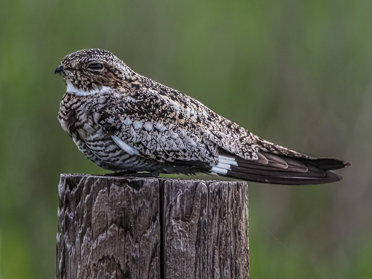ML450086711 - Common Nighthawk - Macaulay Library