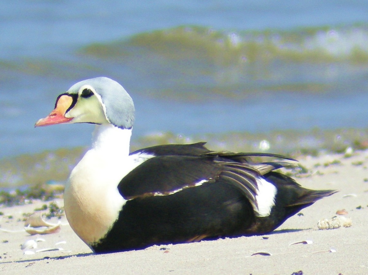 ML45017541 - King Eider - Macaulay Library