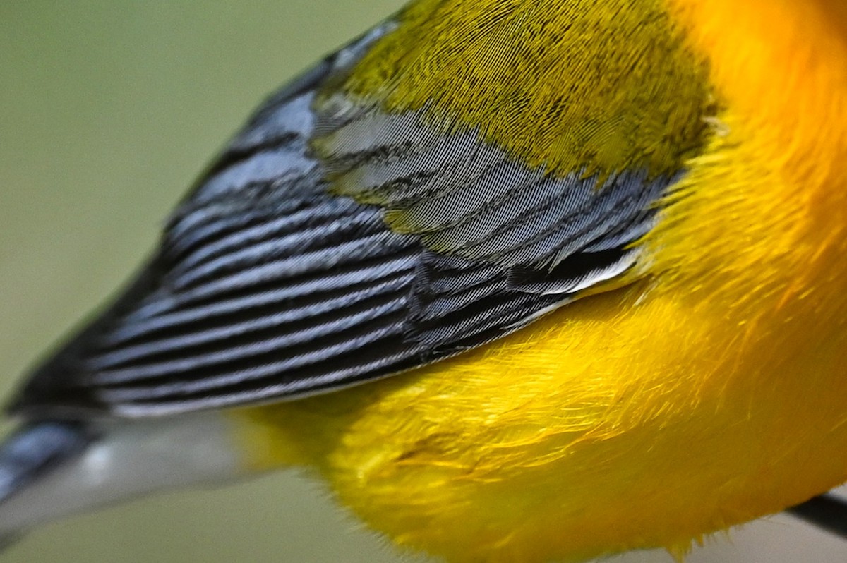 ML450333181 - Prothonotary Warbler - Macaulay Library