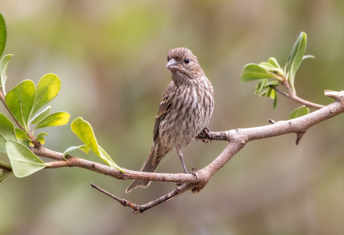 ML451117481 - House Finch - Macaulay Library