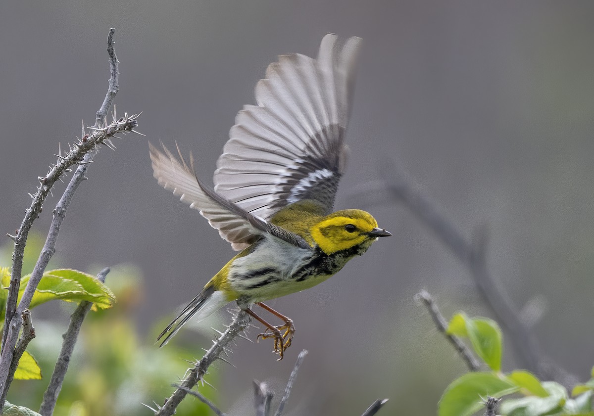 ML451223291 - Black-throated Green Warbler - Macaulay Library