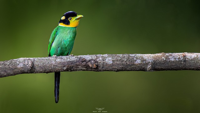 What's on in January - eBird India