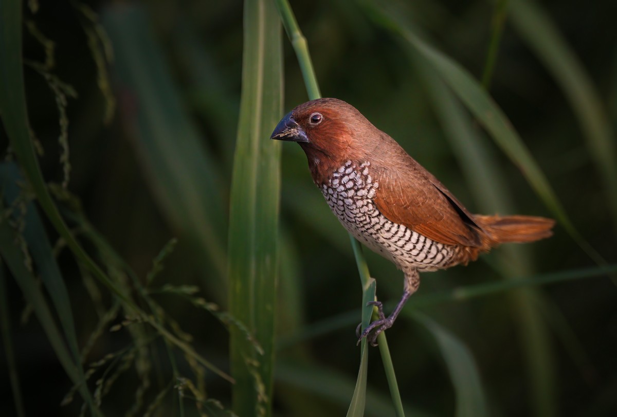 ML451402531 - Scaly-breasted Munia - Macaulay Library