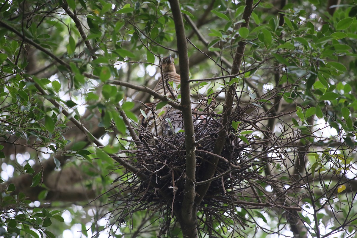 Taiwan Bird Atlas Checklist - 20 May 2022 - 台北--中國文化大學(Taipei--Chinese ...