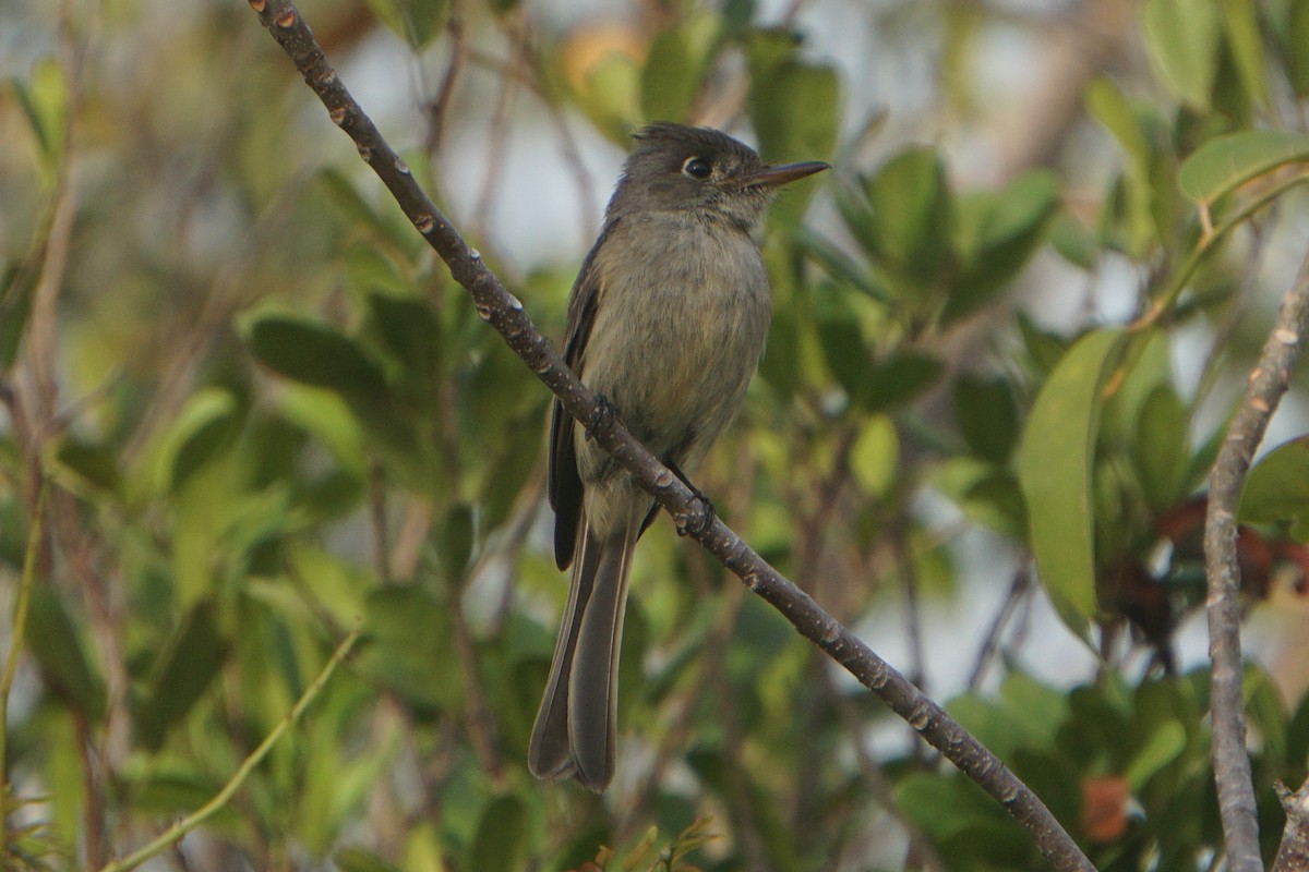 ML451877011 - Cuban Pewee - Macaulay Library