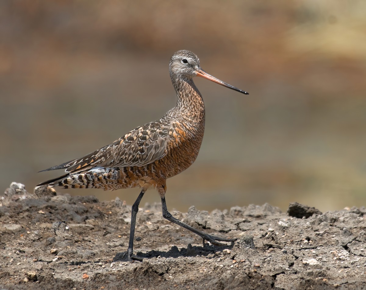 ML452554321 - Hudsonian Godwit - Macaulay Library