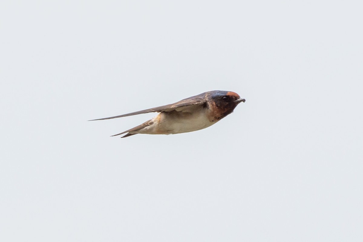 ML452872881 - Barn x Cliff Swallow (hybrid) - Macaulay Library