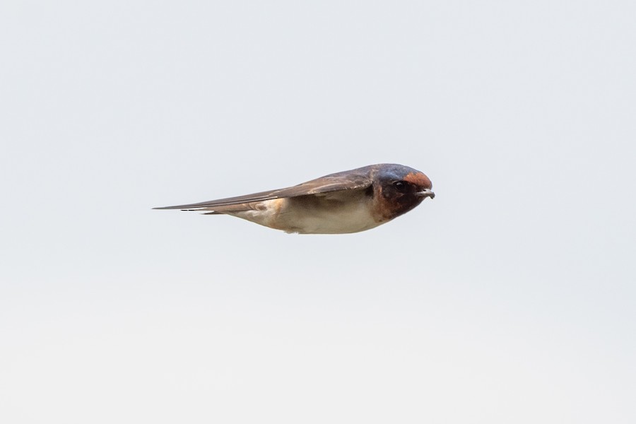 Barn x Cliff Swallow (hybrid) - eBird