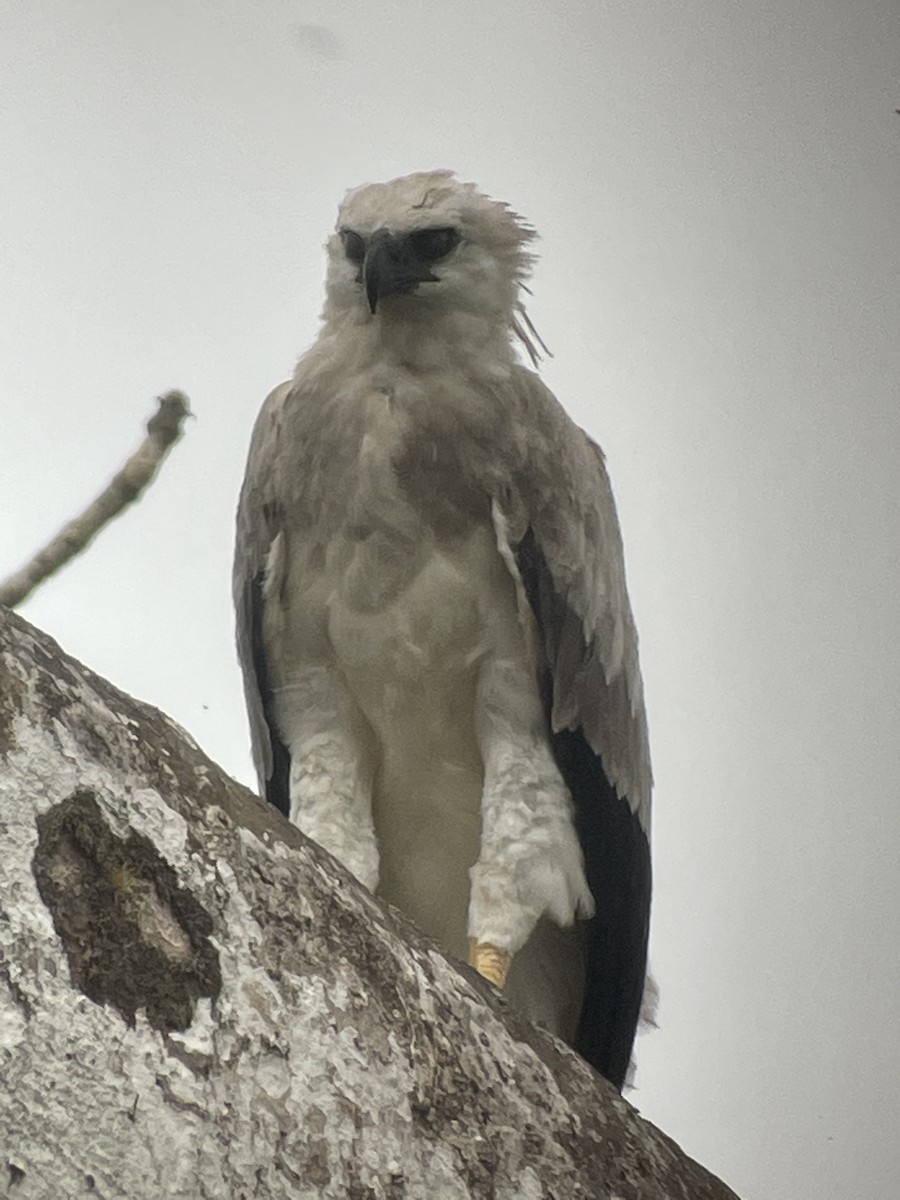 eBird Checklist - 12 May 2022 - Harpy Eagle Nest Protection Area - 22 species