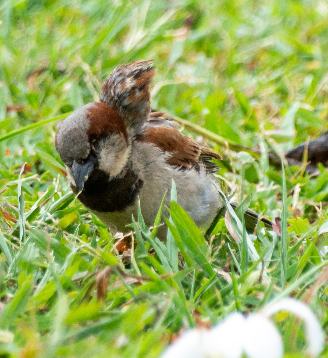 eBird Checklist - 27 May 2022 - Makiki District Park - 1 species