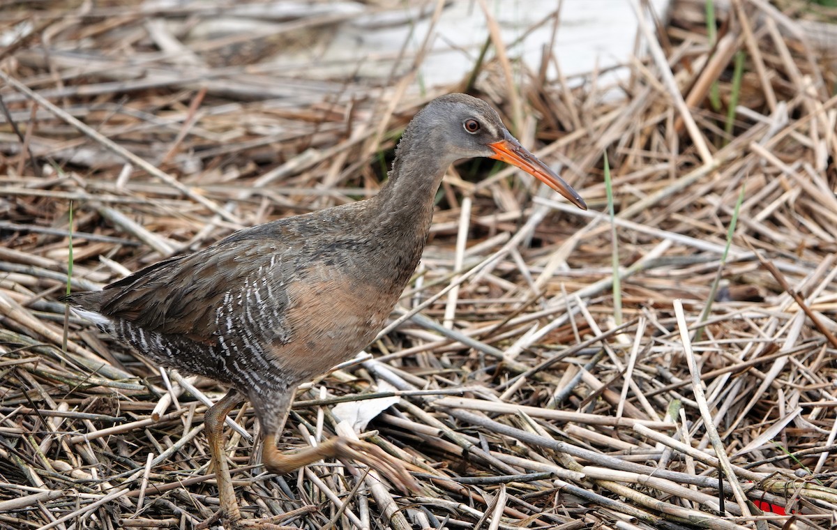 eBird Checklist - 28 May 2022 - Hampton Salt Marsh Conservation Area ...