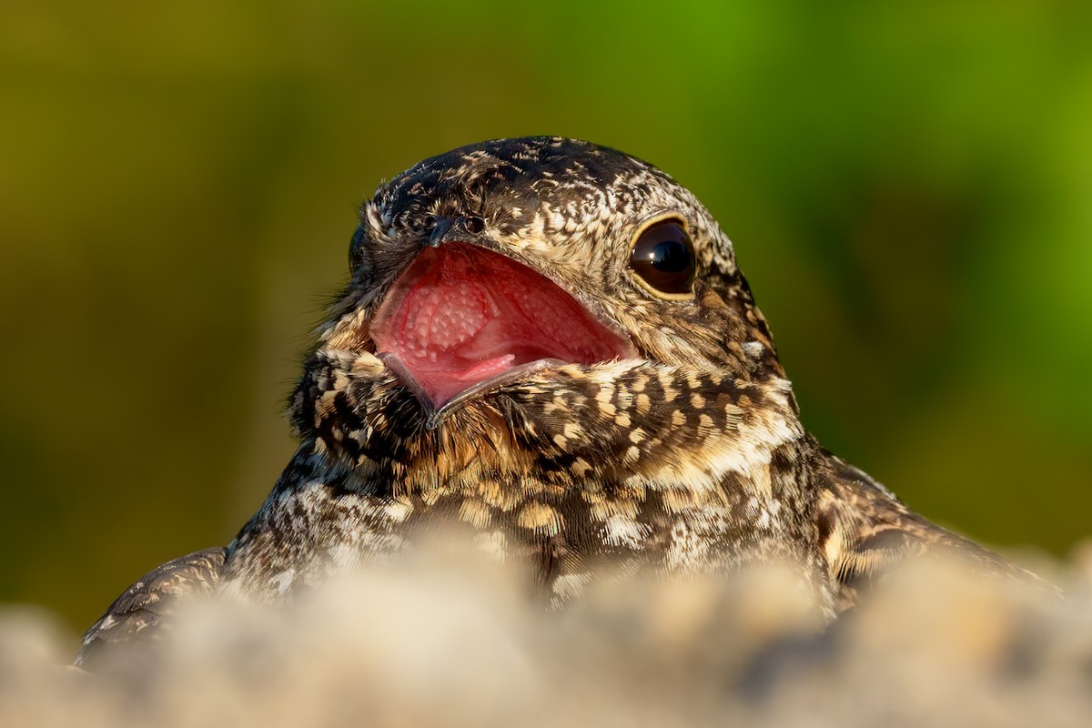 ML454232681 - Common Nighthawk - Macaulay Library