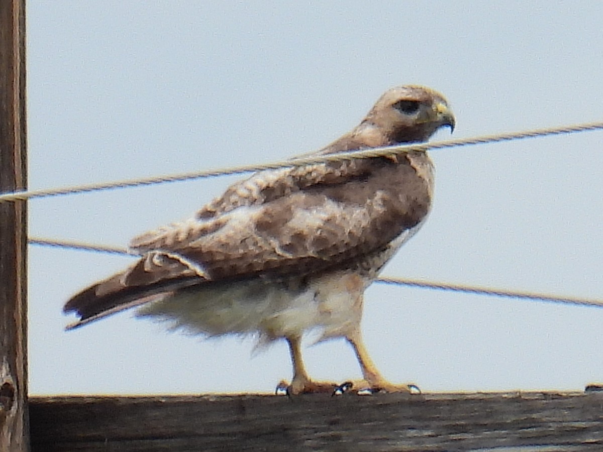 eBird Checklist - 28 May 2022 - Thunder Basin National Grassland--Mush ...