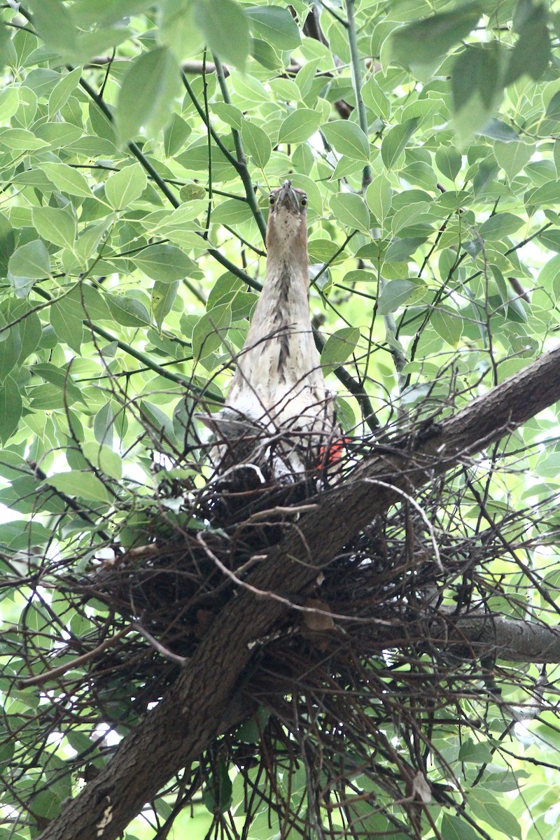 Taiwan Bird Atlas Checklist - 29 May 2022 - 台北--台北大學三峽校區(Taipei ...