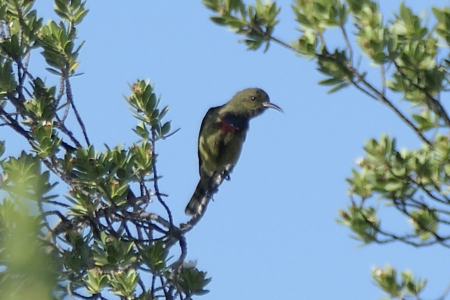 Souimanga Sunbird (Sooty-bellied) - eBird