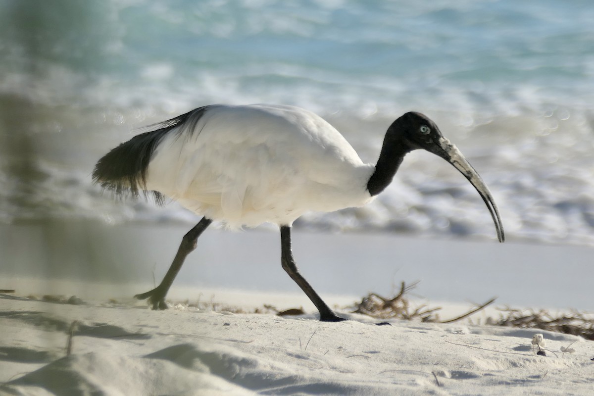 ML454960421 - Malagasy Sacred Ibis - Macaulay Library