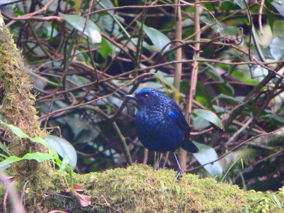 eBird Checklist - 12 Oct 2021 - Kayu Aro, Jambi, ID (-1,722, 101,271 ...