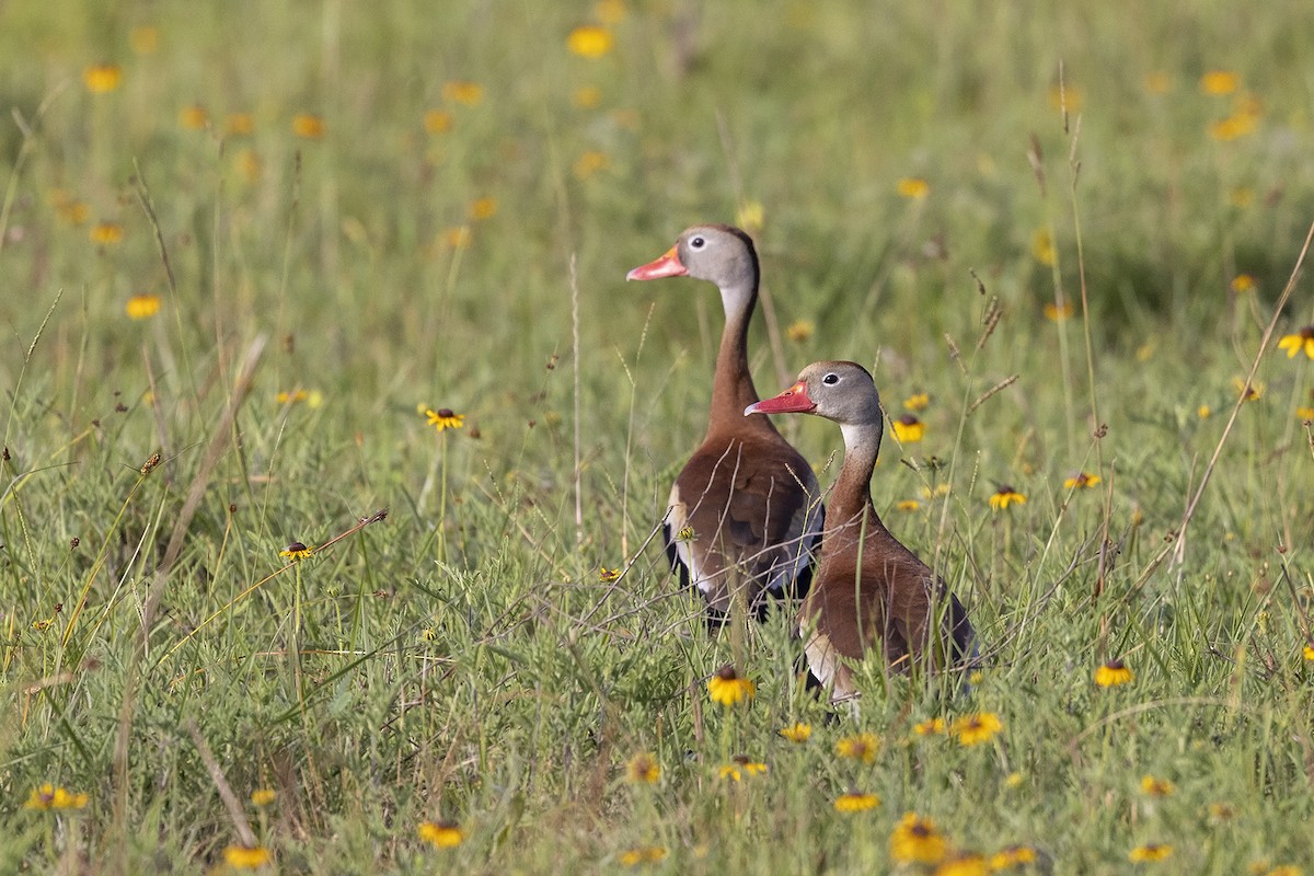 eBird Checklist - 14 May 2022 - Attwater Prairie Chicken NWR (CTC 004 ...