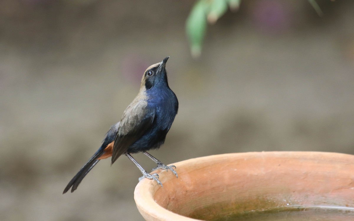 ML455843411 - Indian Robin - Macaulay Library