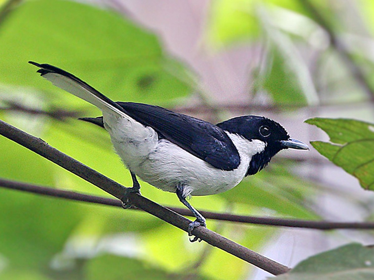 Buru Monarch - Symposiachrus loricatus - Birds of the World