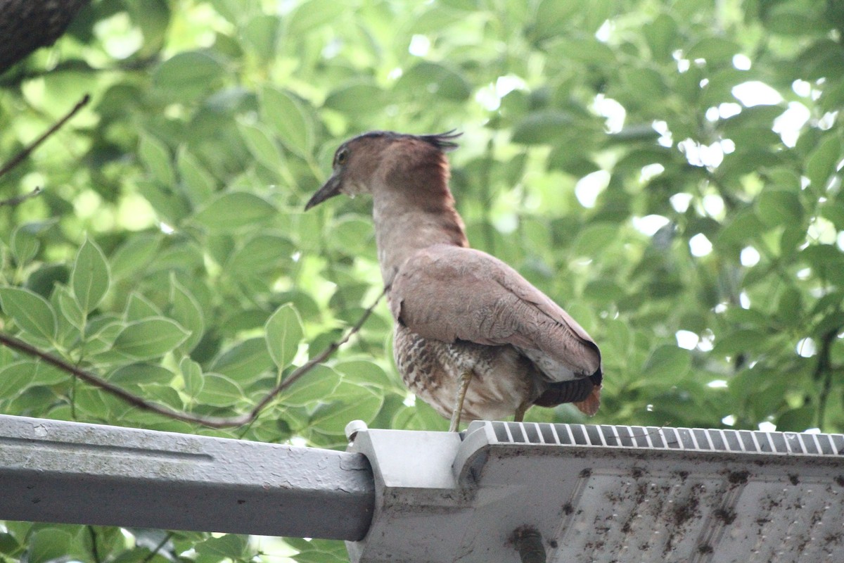 Taiwan Bird Atlas Checklist - 3 Jun 2022 - 台北--台北大學三峽校區(Taipei ...