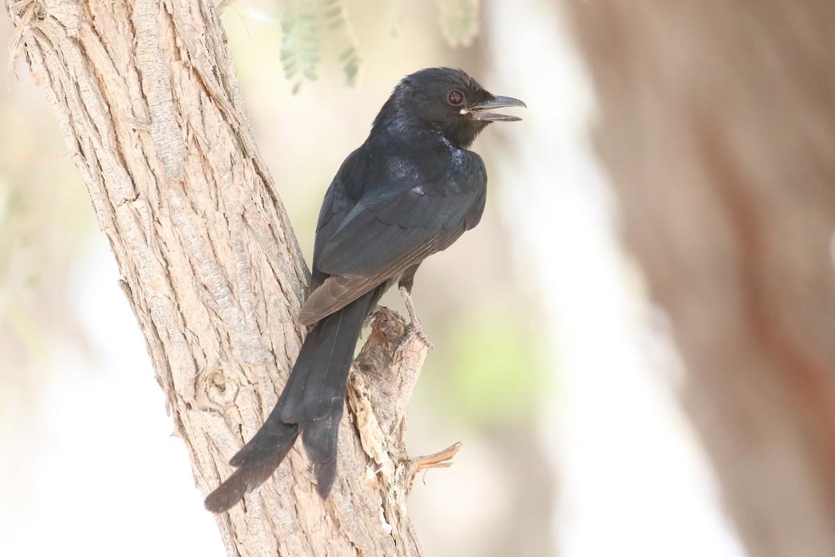 ML456336871 - Black Drongo - Macaulay Library