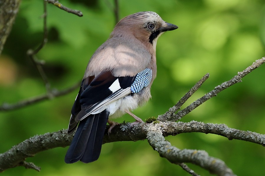 ML456356161 - Eurasian Jay (Eurasian) - Macaulay Library