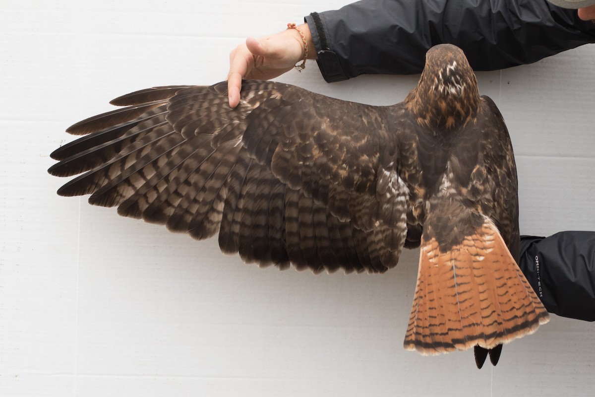 eBird Checklist - 13 Nov 2021 - 2700–2892 S Mountain View Ext, Moscow ...