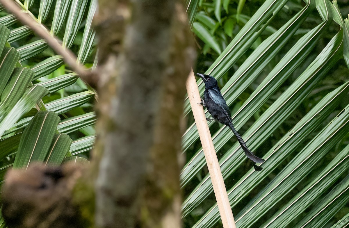 ML456547451 - Tablas Drongo - Macaulay Library