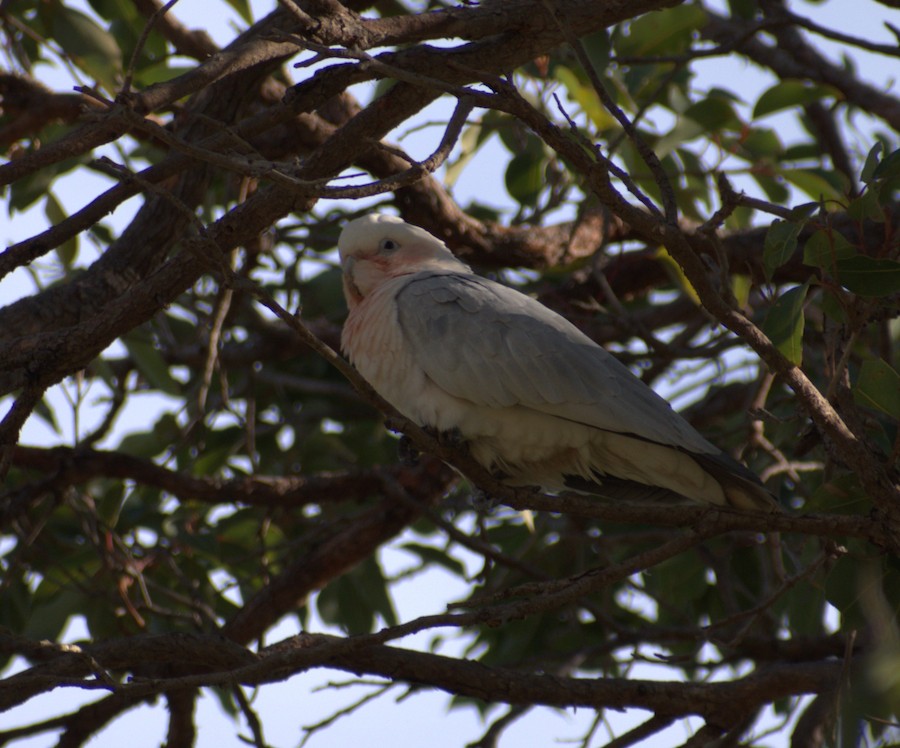 Galah x Little Corella (hybrid) - eBird