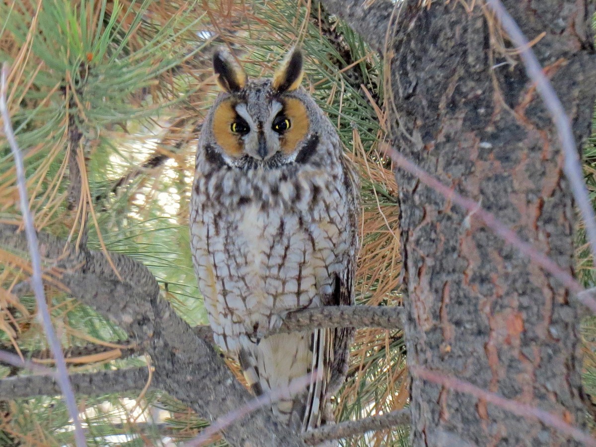 ML45677681 - Long-eared Owl (American) - Macaulay Library