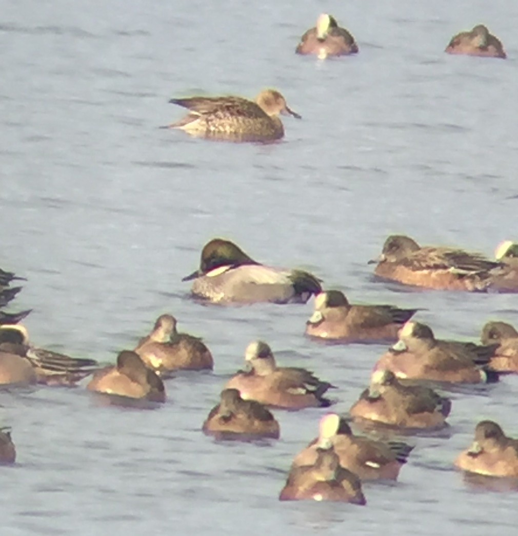eBird Checklist - 16 Jan 2017 - Padilla Bay Shore Trail - 34 species ...