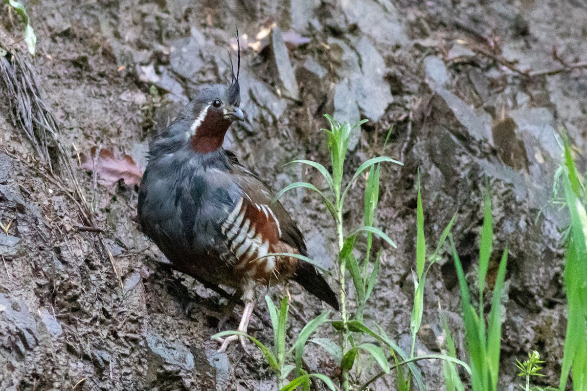 eBird Checklist - 5 Jun 2022 - Titlow Hill Rd.--Highway 299 to Horse ...