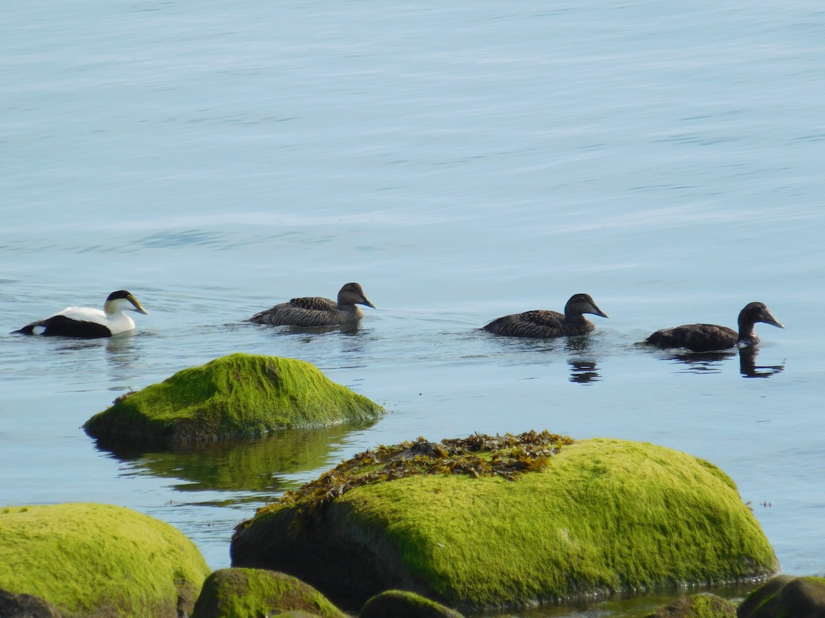 ML457395011 - Common Eider (Dresser's) - Macaulay Library