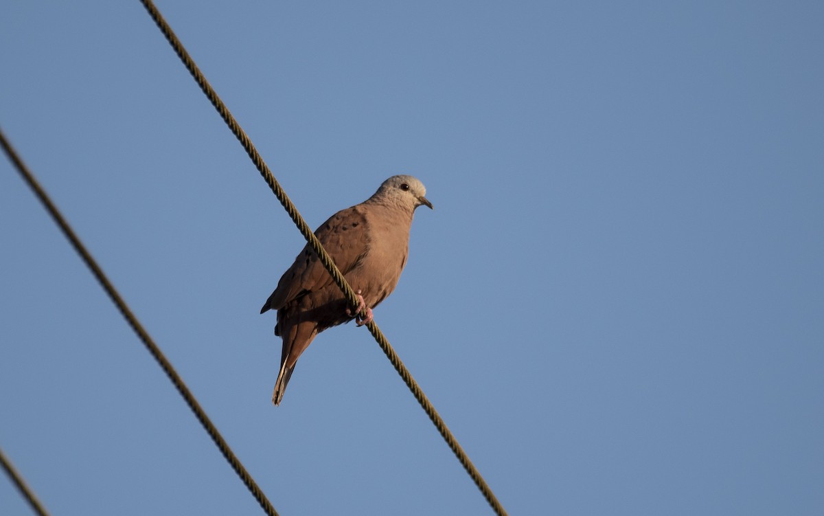 ML457507521 - Ruddy Ground Dove - Macaulay Library